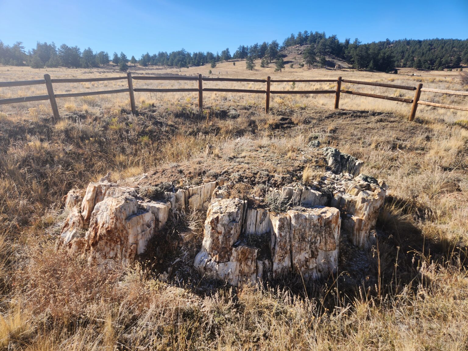 Fossils - Colorado Geological Survey - Colorado Geological Survey