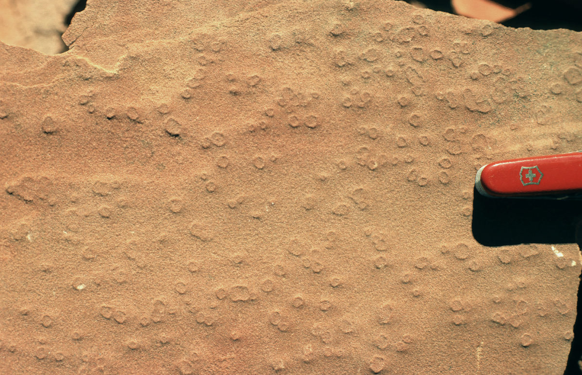 Fossils - Colorado Geological Survey - Colorado Geological Survey