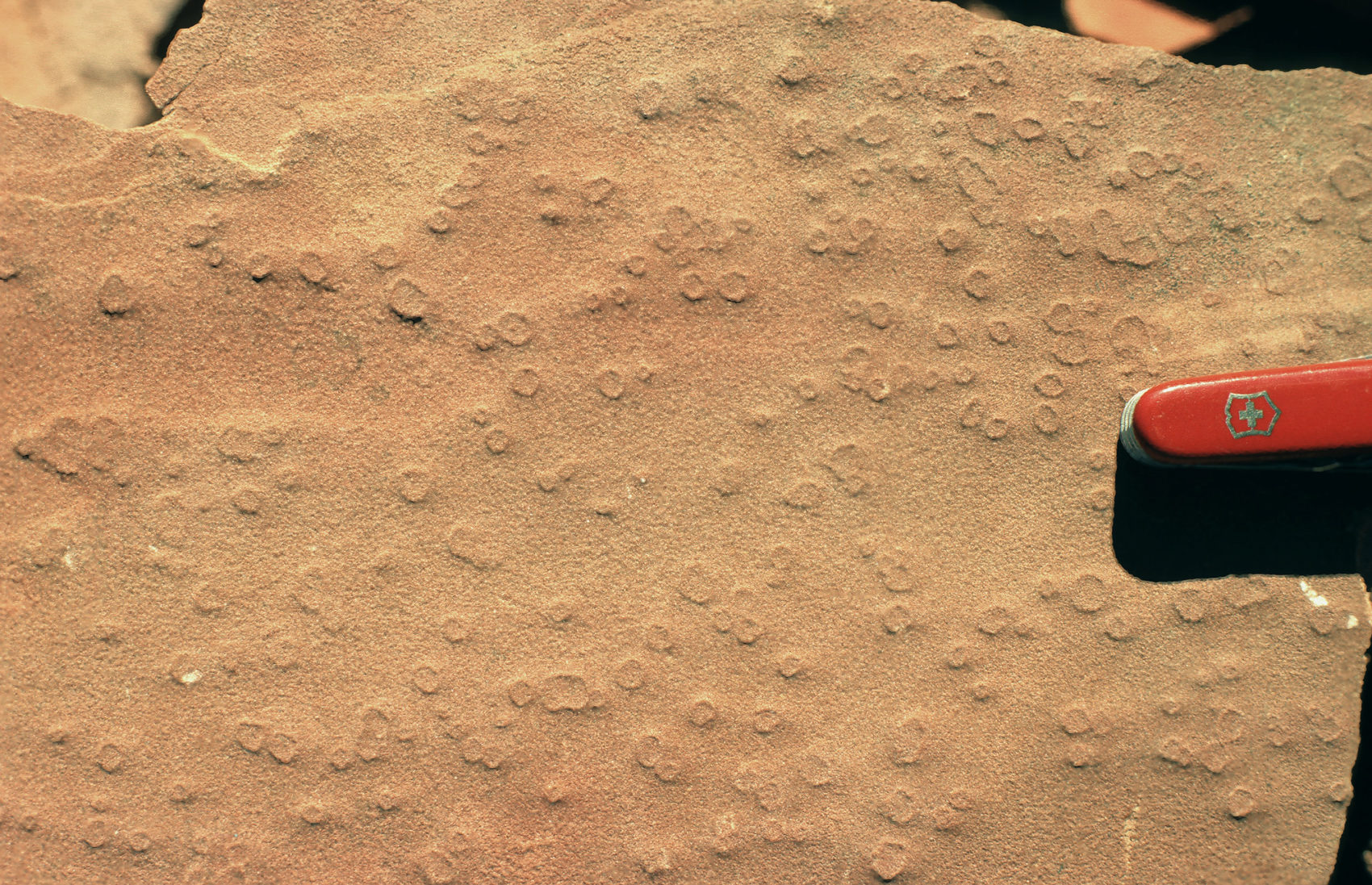 Fossils - Colorado Geological Survey - Colorado Geological Survey