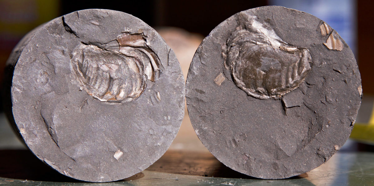 Fossils - Colorado Geological Survey - Colorado Geological Survey