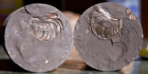 Fossils - Colorado Geological Survey - Colorado Geological Survey