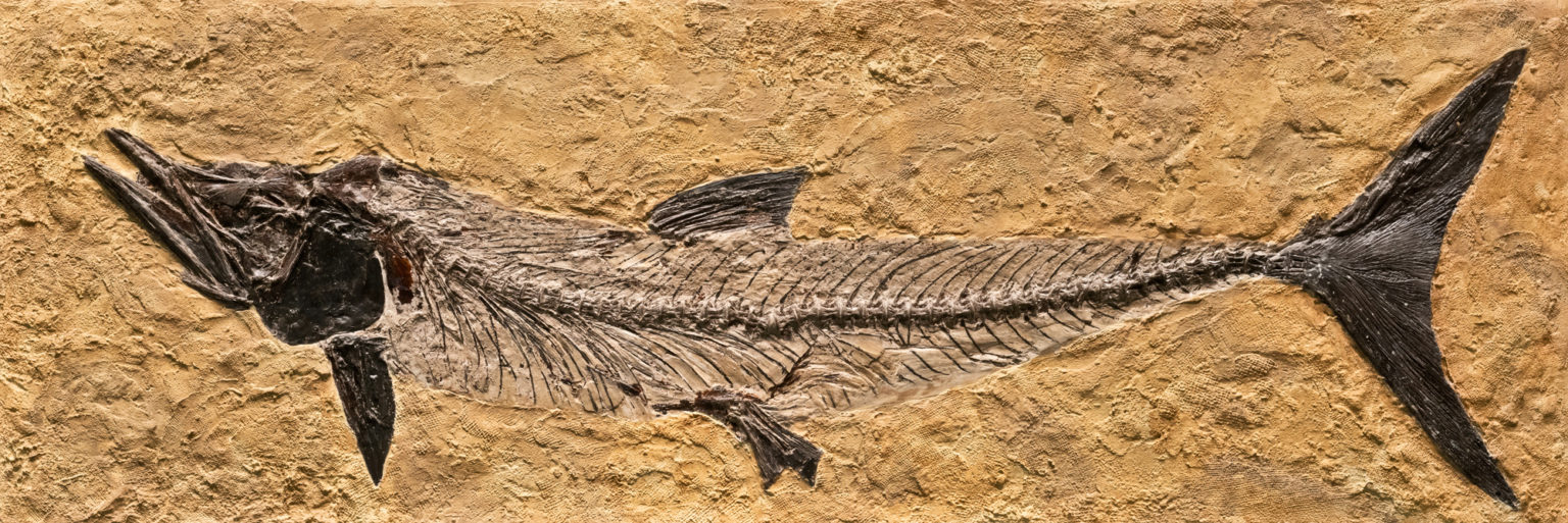 Fossils - Colorado Geological Survey - Colorado Geological Survey